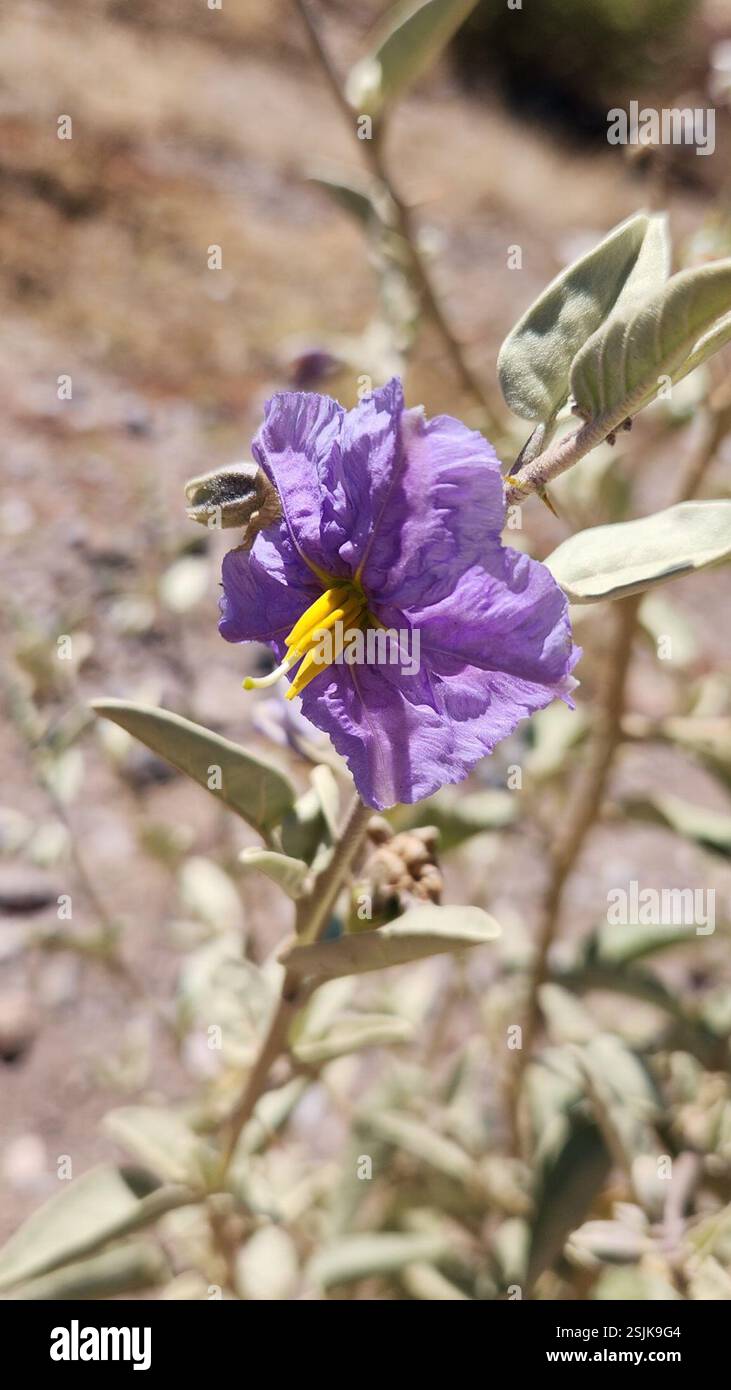 Baja California nightshade (Solanum hindsianum), Plantae, Mulegé, MX-BS ...