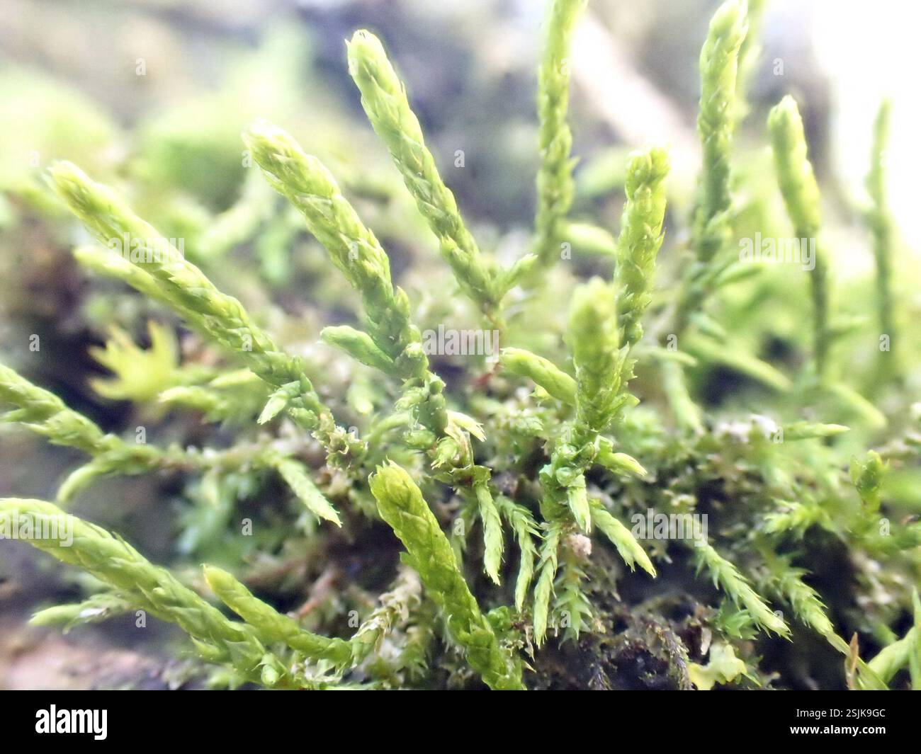 Lateral Cryphaea (Cryphaea heteromalla), Plantae, Nationaal Park De ...