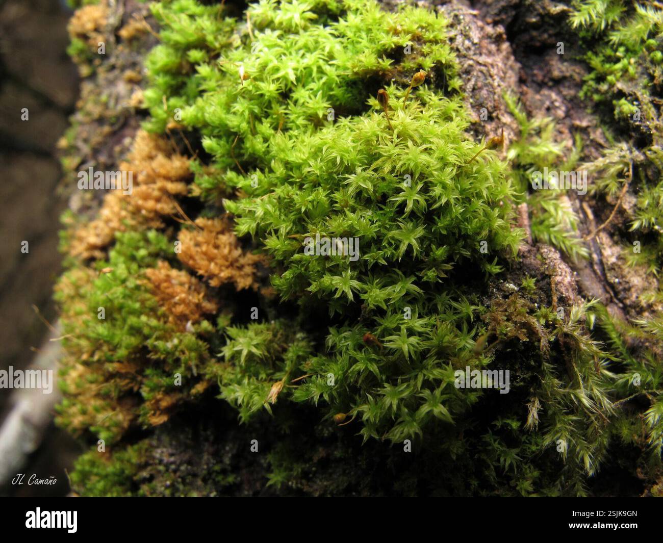 Park Yoke-moss (Zygodon rupestris), Plantae, Pontevedra, España, On ...