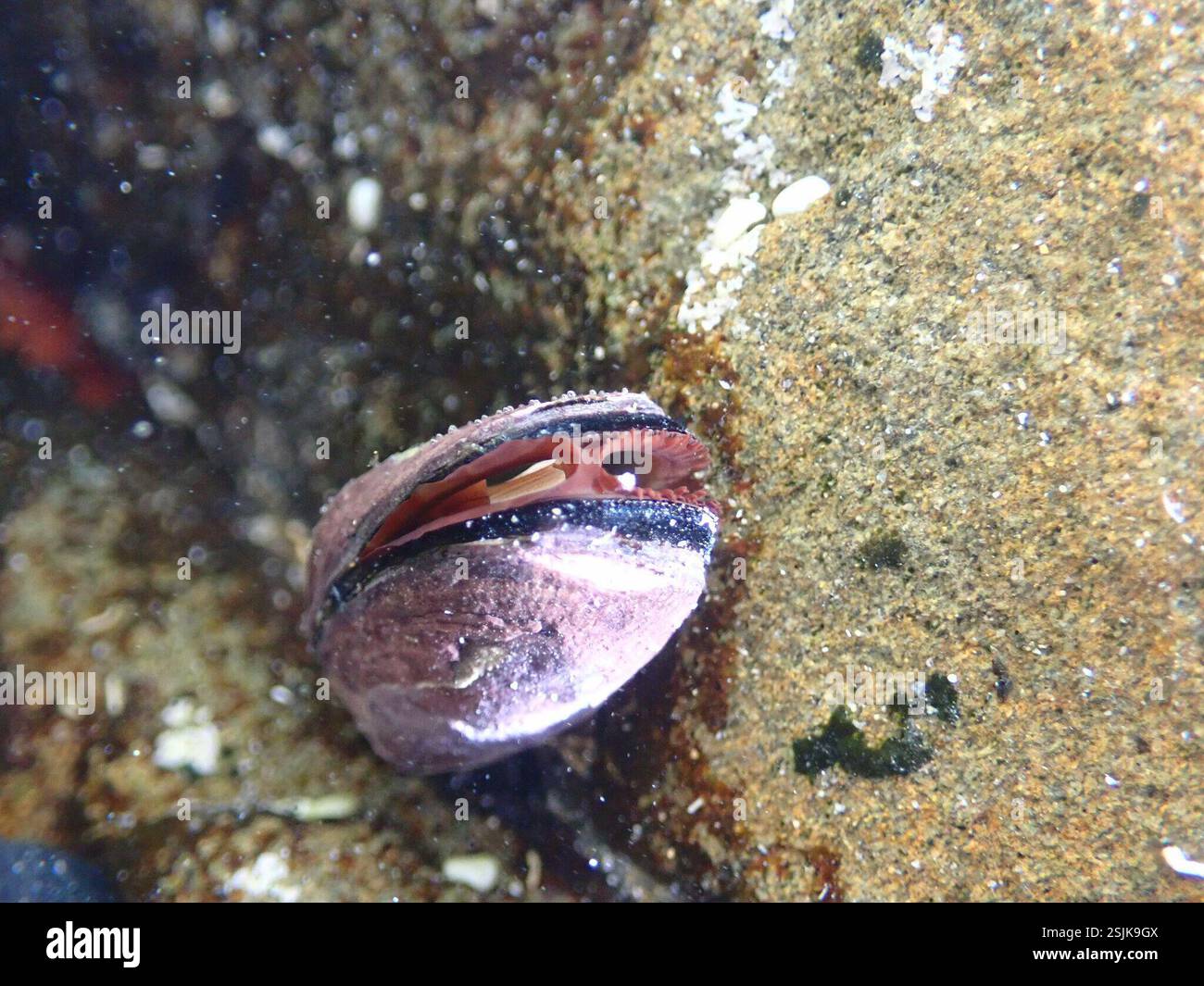 Beaked Mussel (Austromytilus rostratus), Mollusca, Lorne VIC 3232 ...