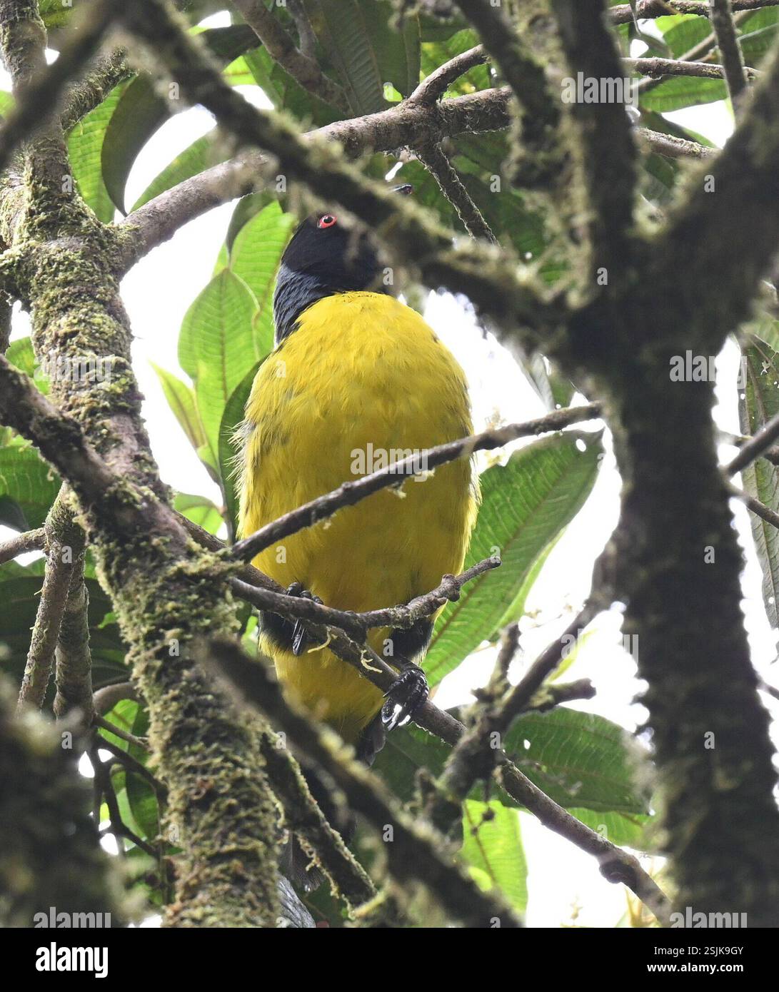 Hooded Mountain-Tanager (Buthraupis montana), Aves, Cordillera ...