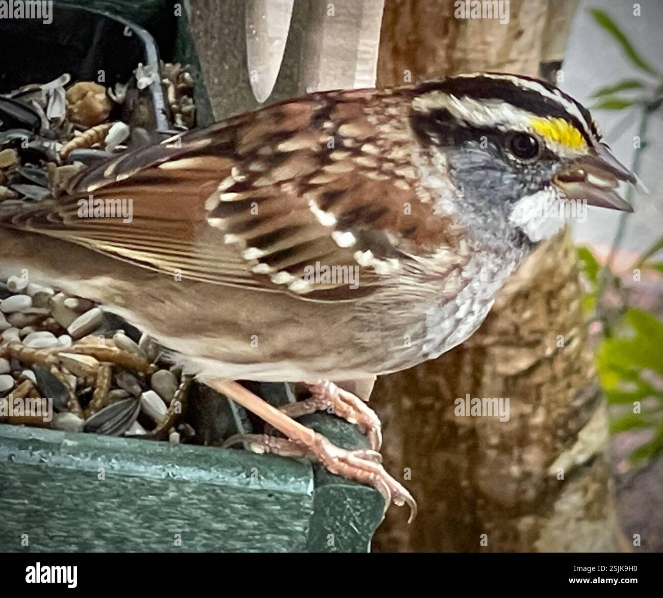 White-throated Sparrow (Zonotrichia albicollis), Aves, Mitchell St ...