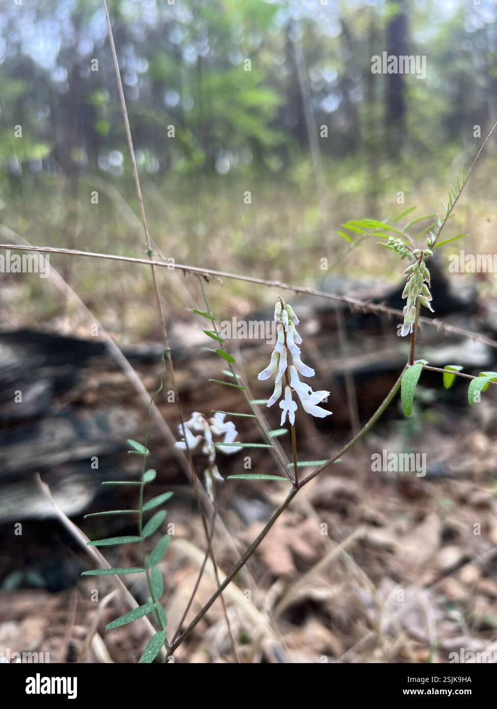 Carolina Vetch (Vicia caroliniana), Plantae, Bienville National Forest ...