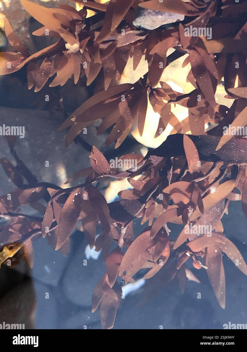 (Prionitis lanceolata), Plantae, San Mateo, Golden Gate National ...