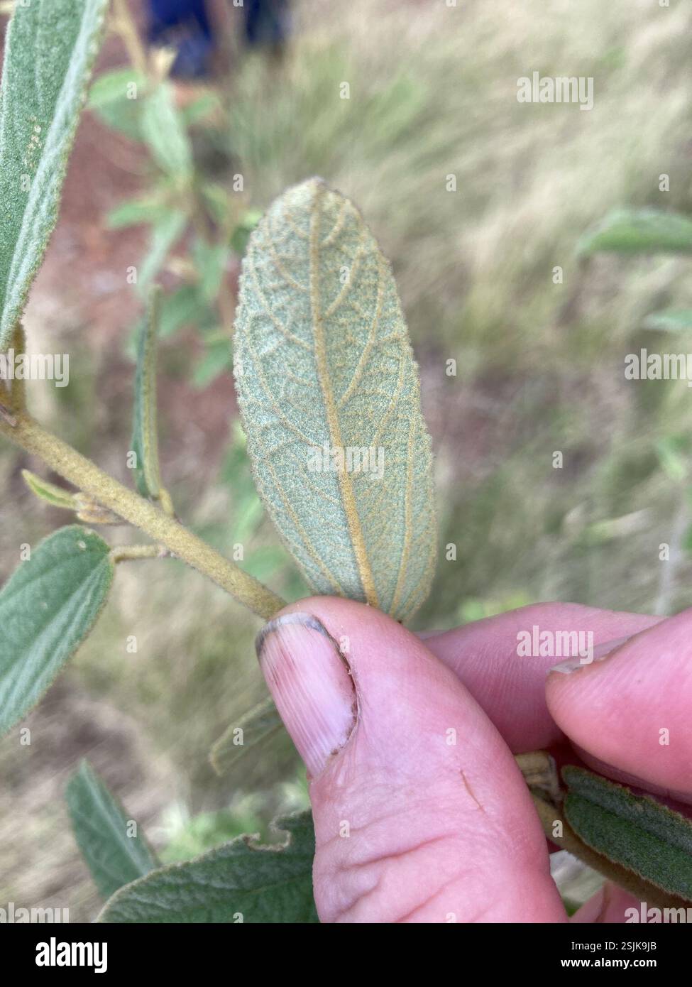 Spiked Sida (Sida hackettiana), Plantae, Stanwell Power Station Nature ...