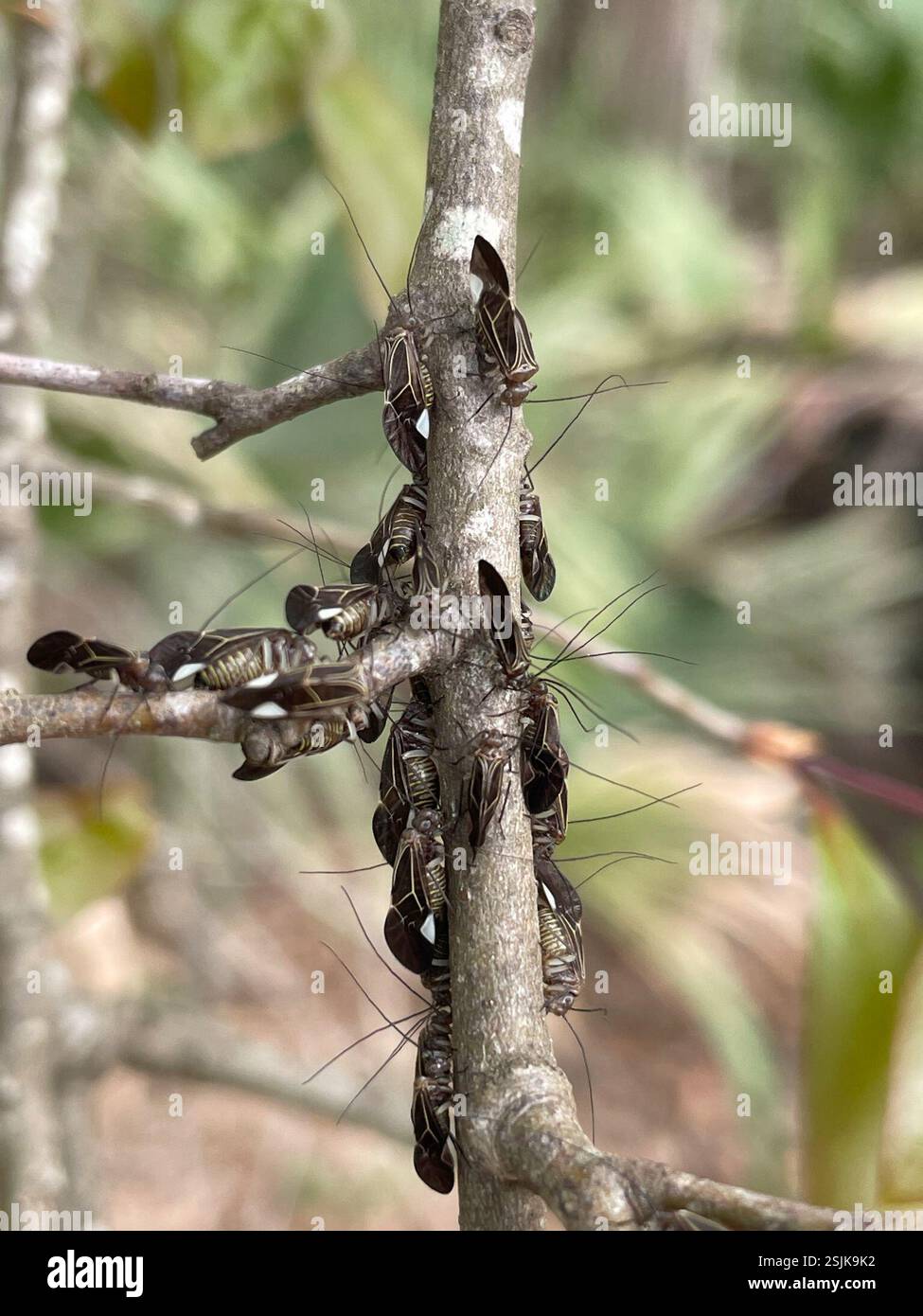 Tree Cattle (Cerastipsocus venosus), Insecta, Ferriday, LA, US Stock ...