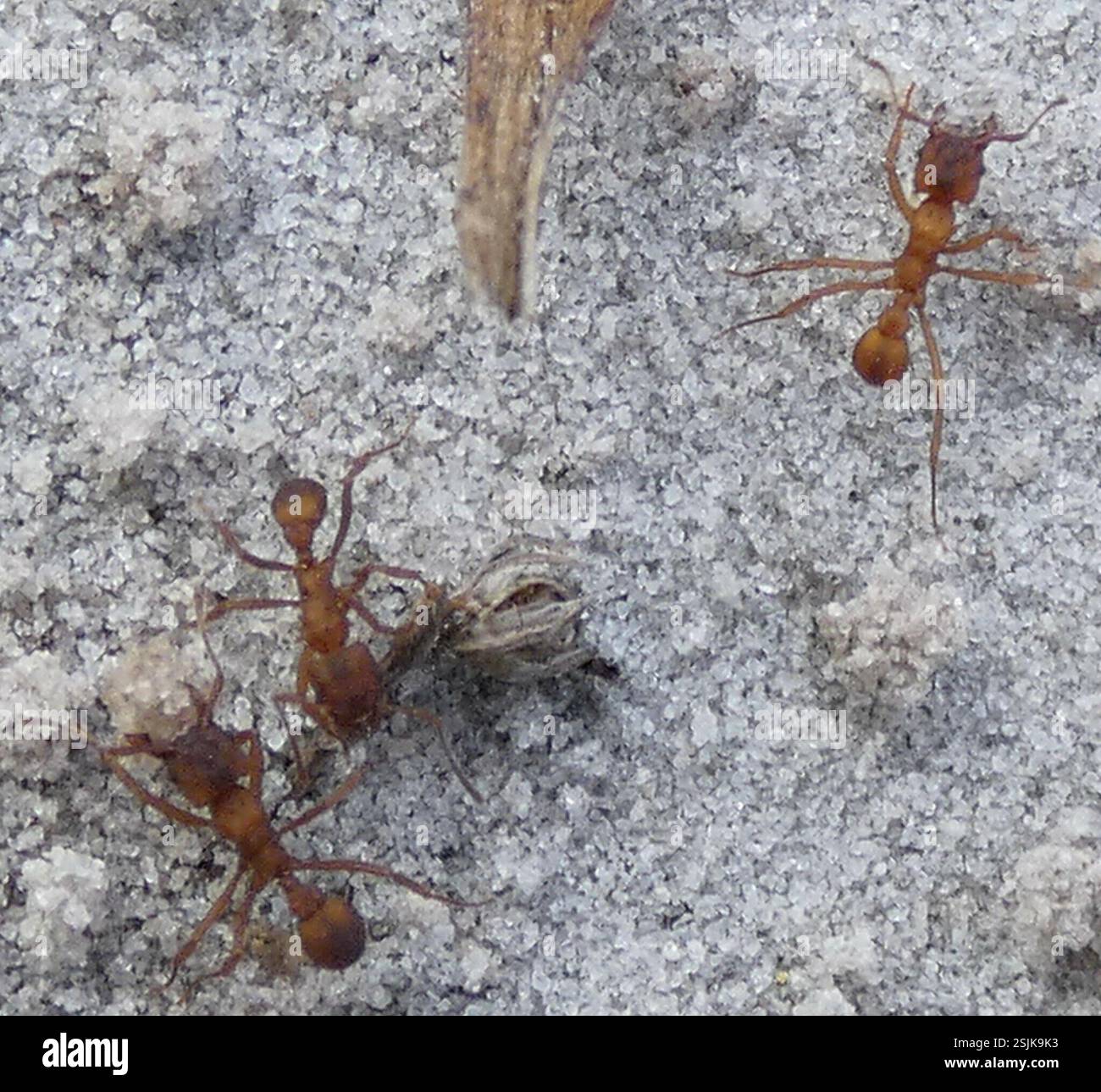 Northern Fungus-farming Ant (Trachymyrmex septentrionalis), Insecta ...