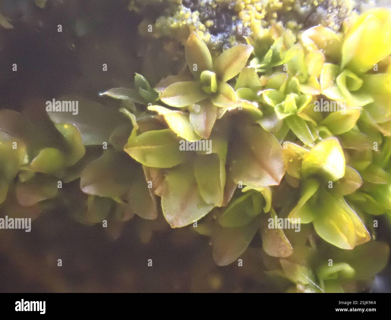 Water Screw-moss (Syntrichia latifolia), Plantae, Kekerdomse Ward ...