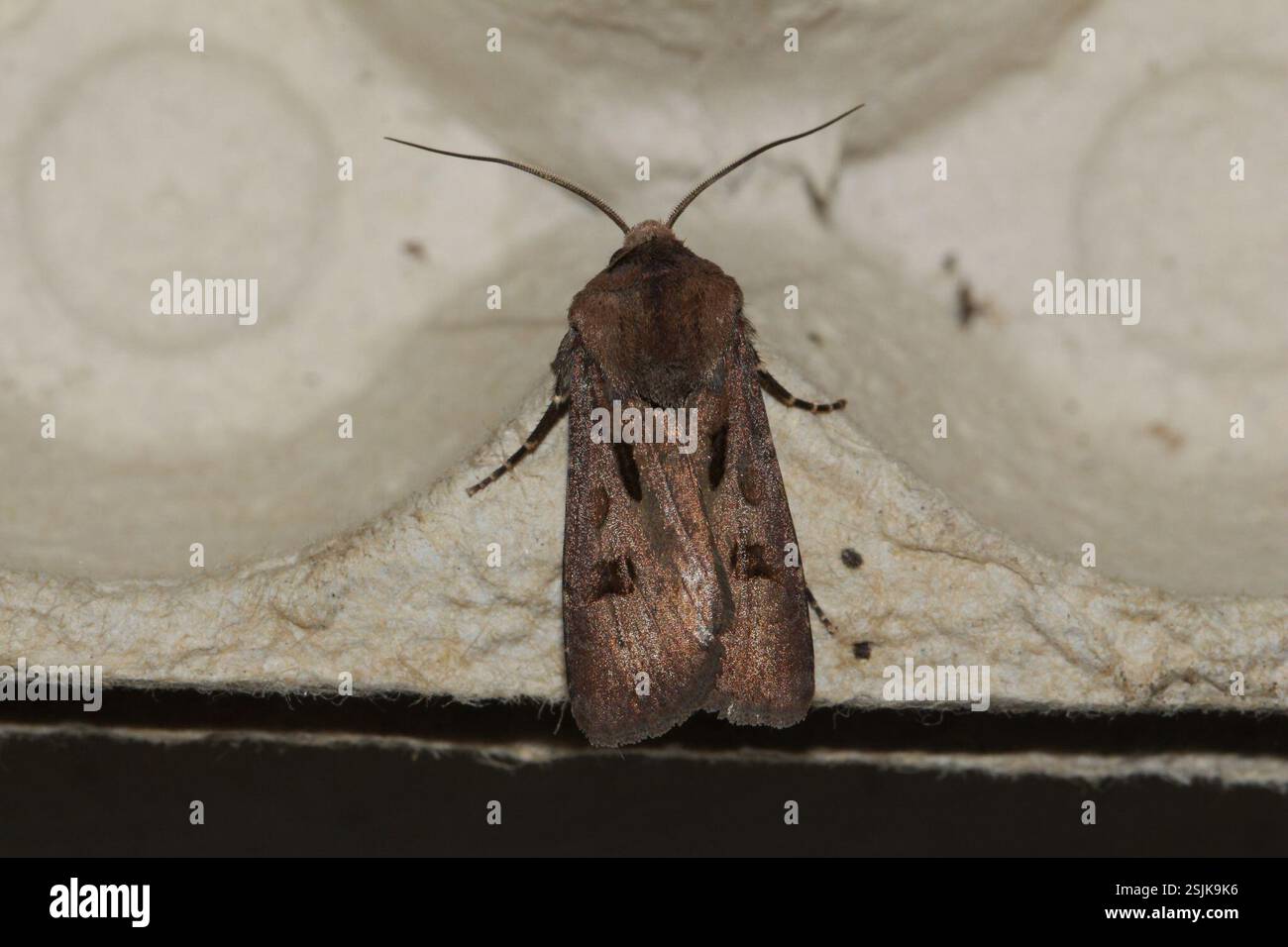 Heart and Dart (Agrotis exclamationis), Insecta, 8400 Ebeltoft, Danmark ...