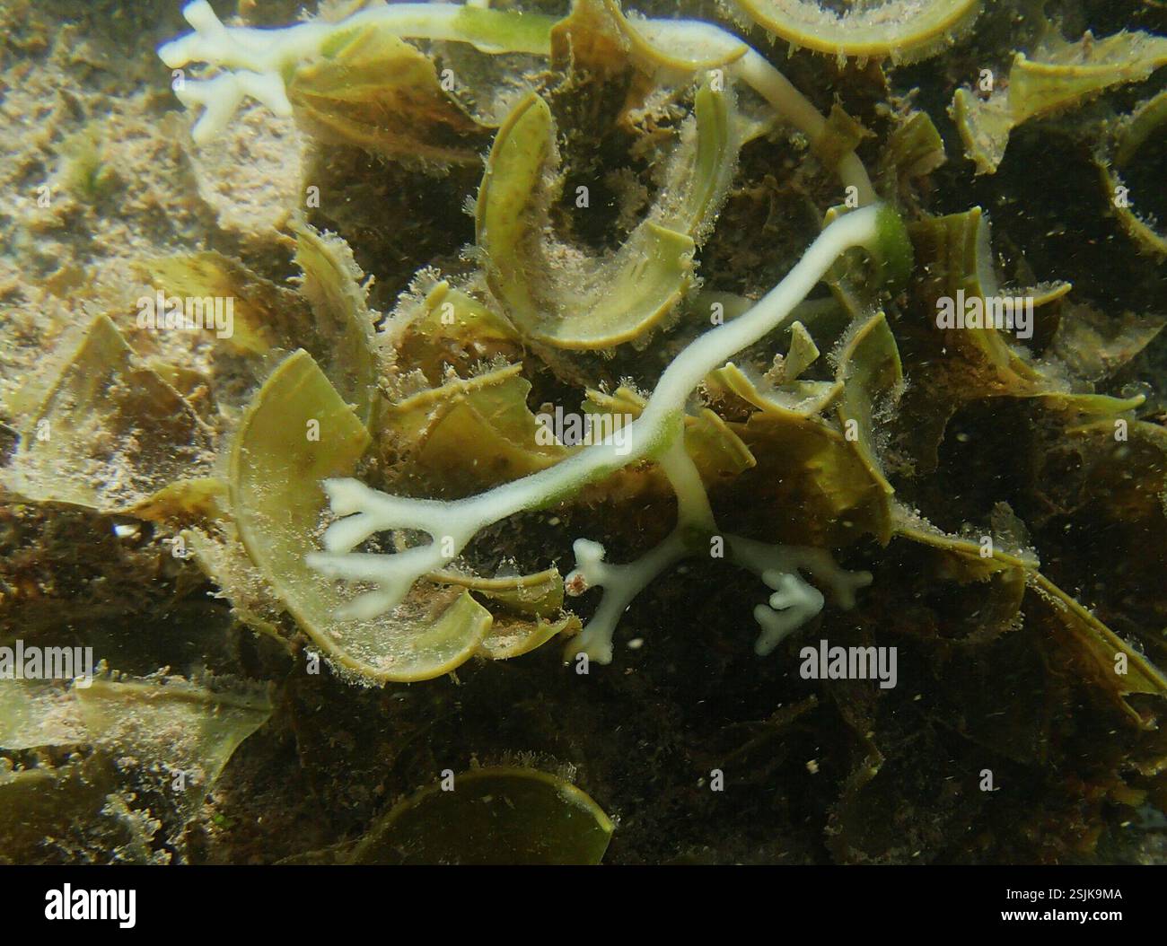 red algae (Rhodophyta), Plantae, Arroyo Blanco, Isla Carmen ...