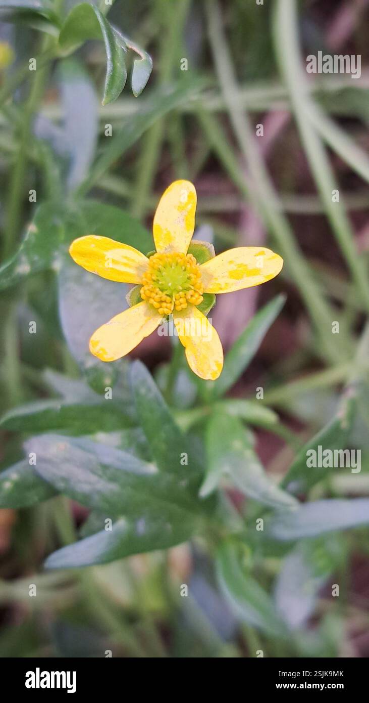 flowering plants (Angiospermae), Plantae, Brighton North VIC 3186 ...