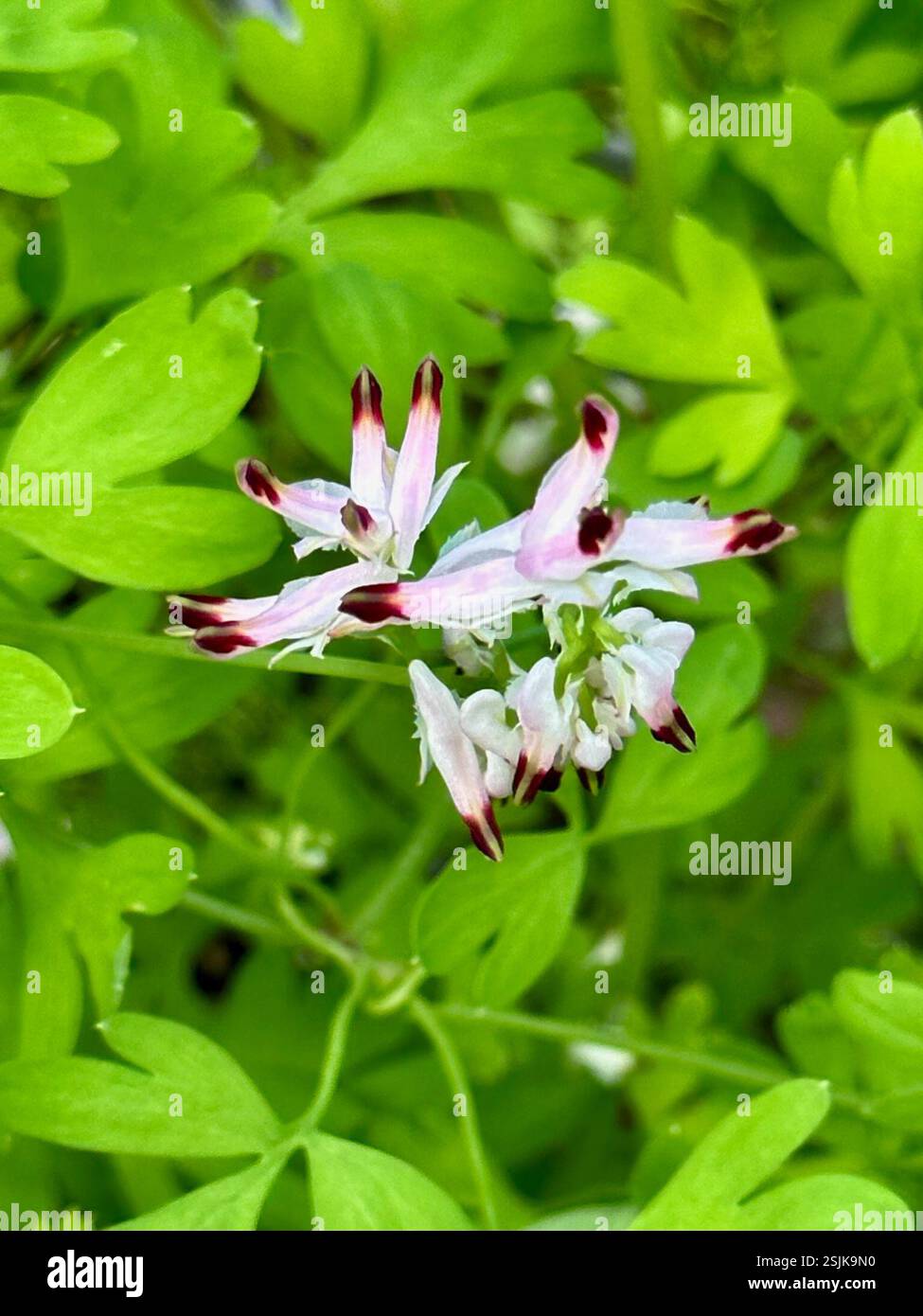 white ramping-fumitory (Fumaria capreolata), Plantae, Maple Ln, Los ...