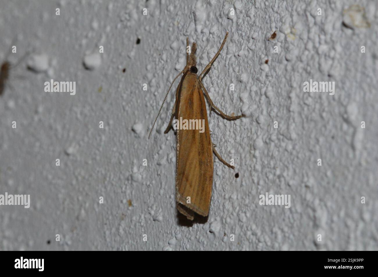 Common Grass-veneer (Agriphila tristella), Insecta, 8400 Ebeltoft ...