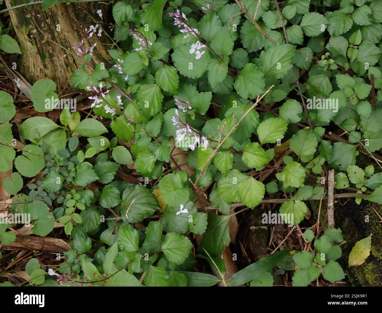 Whorled plectranthus (Plectranthus verticillatus), Plantae, Chase ...