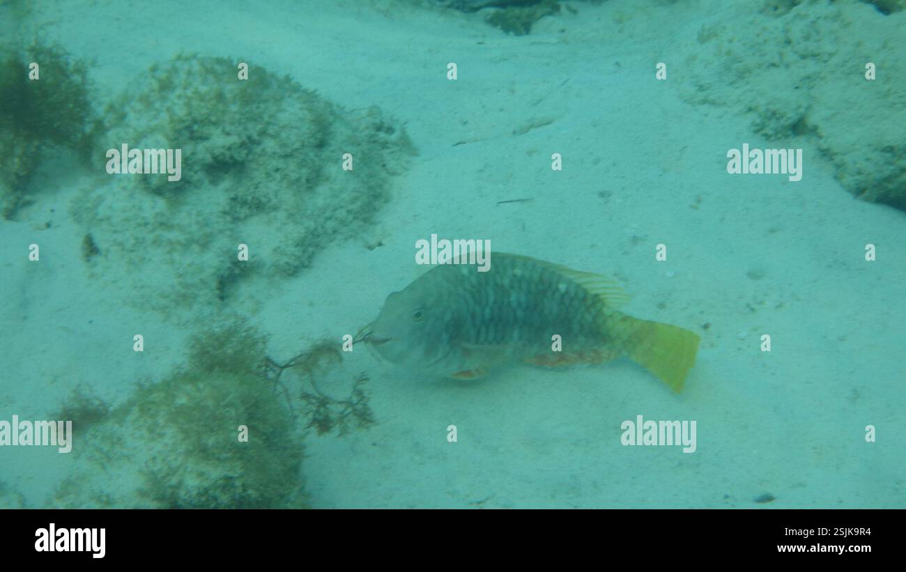 Yellowtail Parrotfish (Sparisoma rubripinne), Actinopterygii, Santo ...
