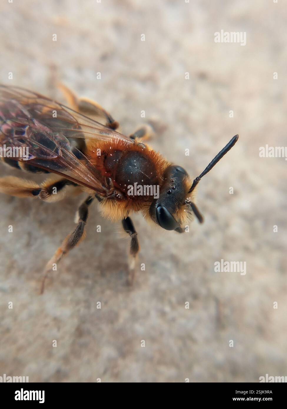 Mining Bees (Andrena), Insecta, La Frette, France Stock Photo - Alamy
