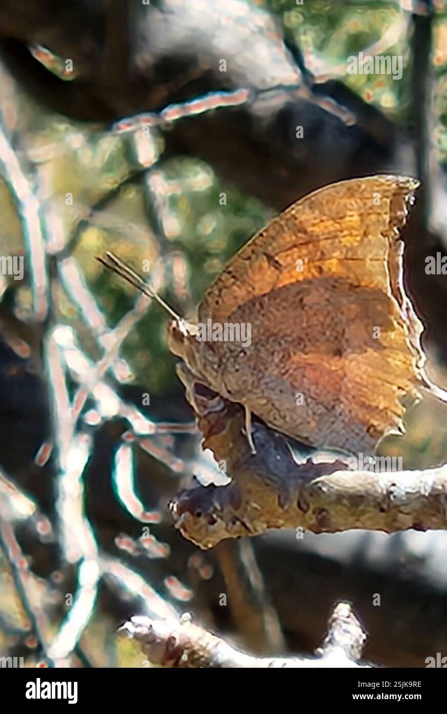 Tropical Leafwing (Anaea aidea), Insecta, Loreto, MX-BS, MX Stock Photo ...