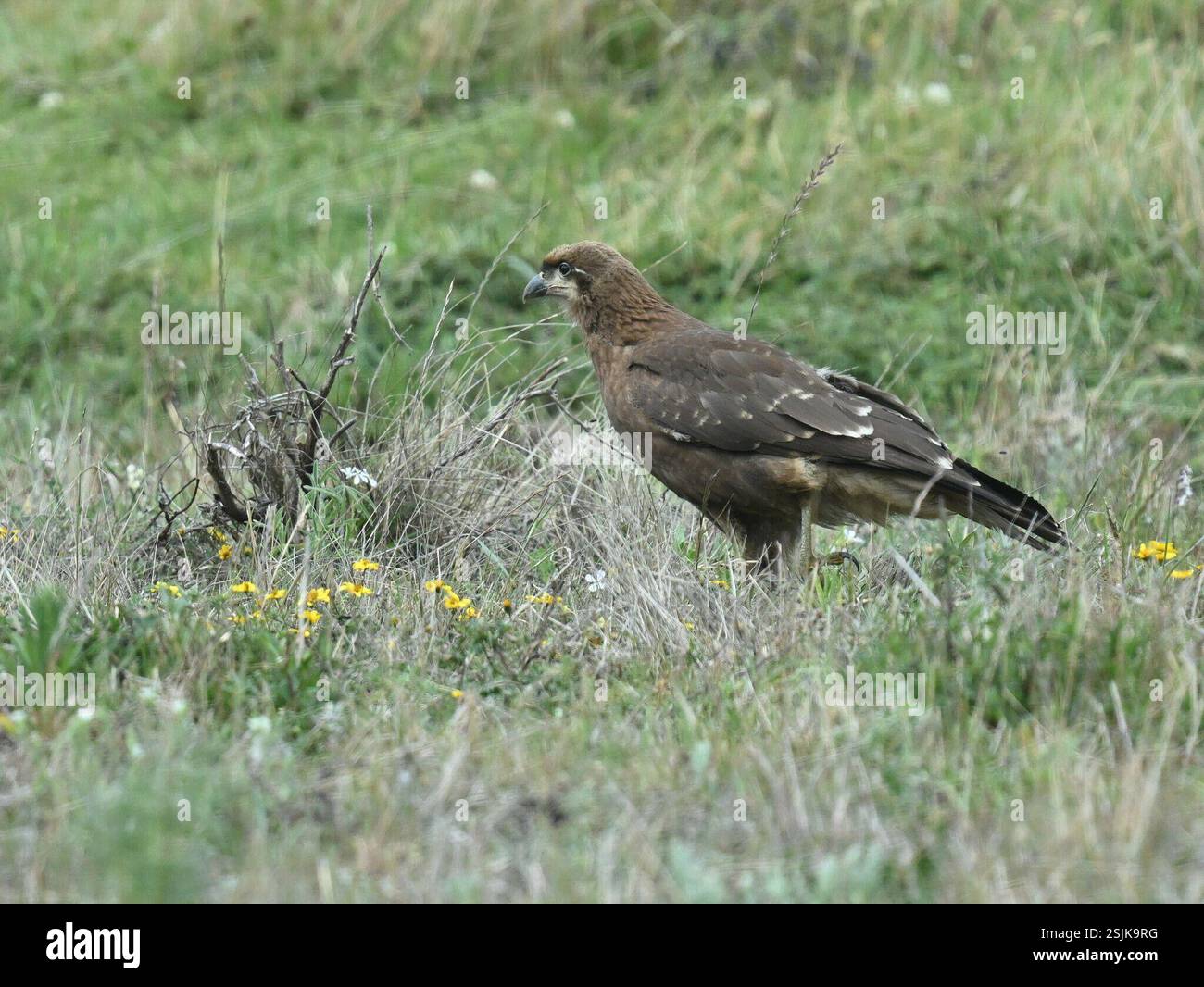 Carunculated Caracara (Daptrius carunculatus), Aves, Reserva Antisana ...