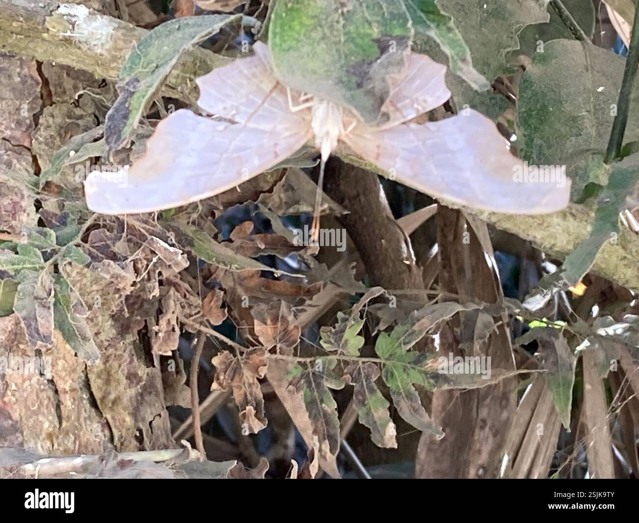 Ruddy Daggerwing (Marpesia petreus), Insecta, Calle los Muertos, Bahía ...