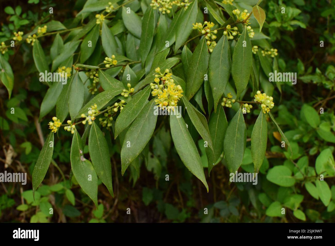 Mountain pepper (Litsea cubeba), Plantae, 中国贵州省黔南布依族苗族自治州龙里县 Stock ...
