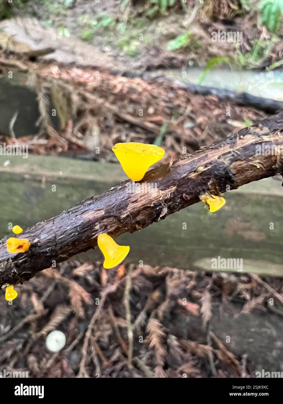 alpine jelly cone (Guepiniopsis alpina), Fungi, Reinhardt Redwood ...