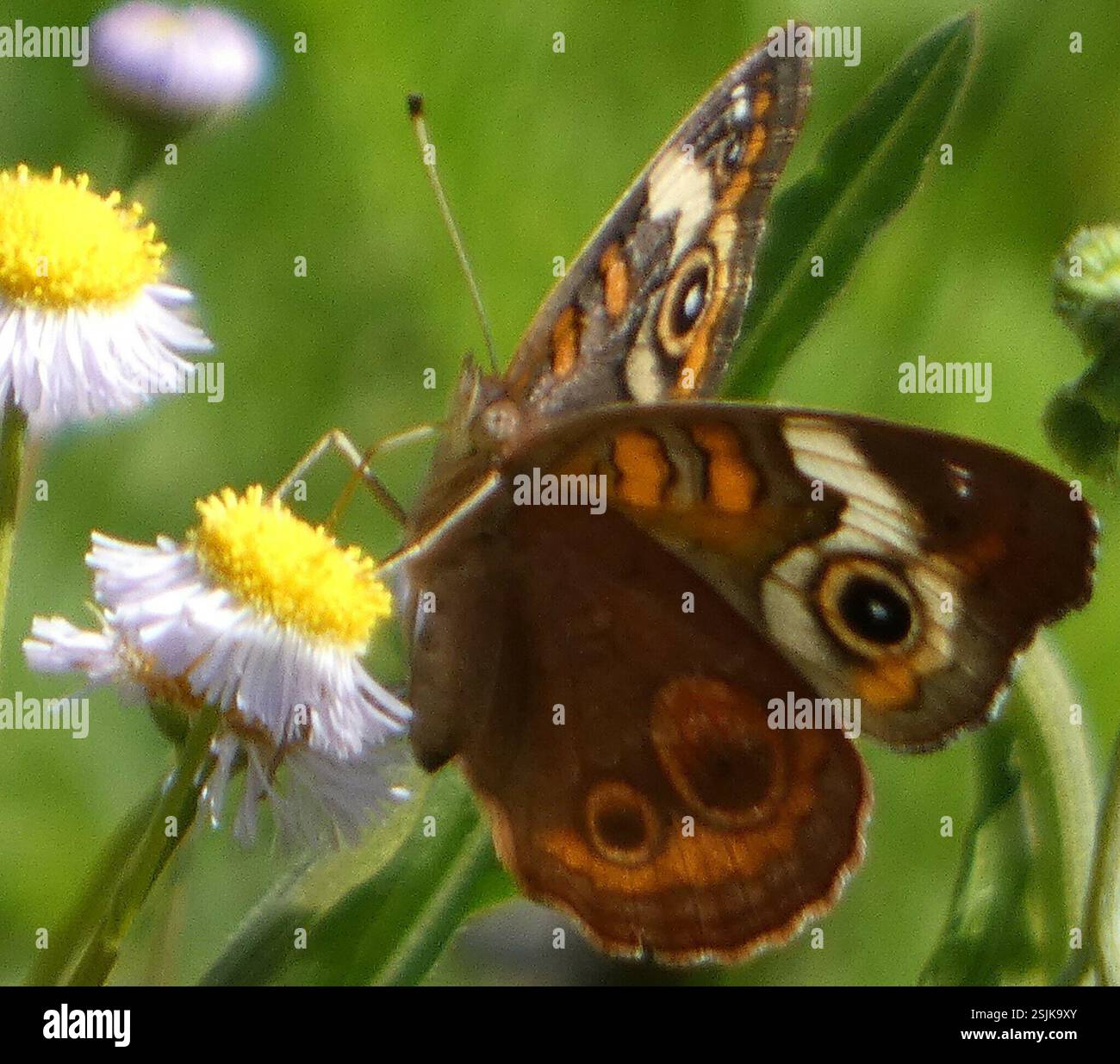 Common Buckeye (Junonia coenia), Insecta, River Rd. Preserve: Putnam ...