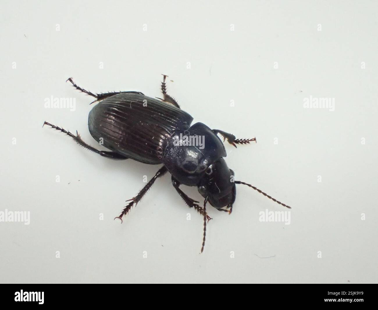 (Harpalus crates), Insecta, Saitama, JP Stock Photo - Alamy