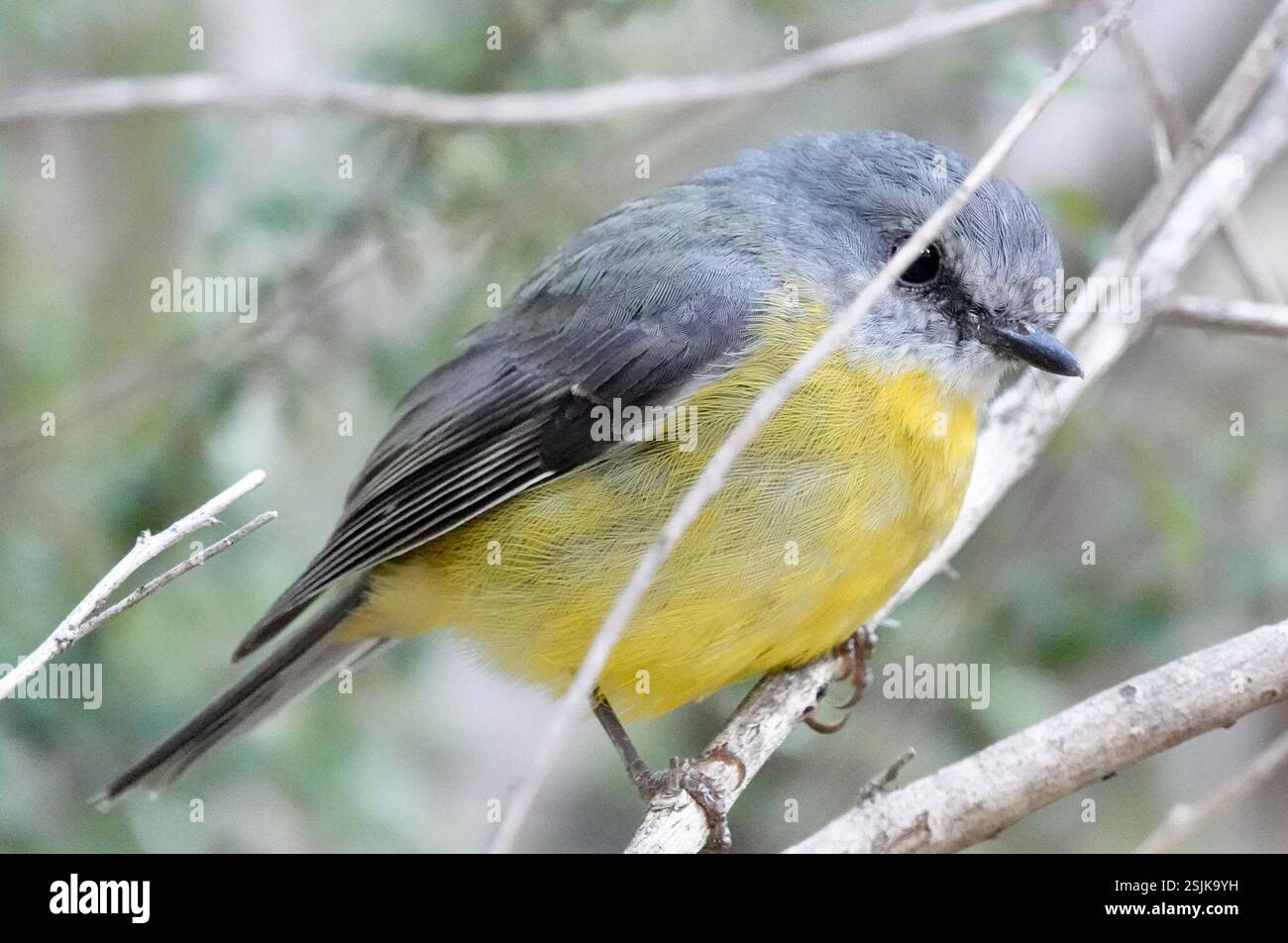 Eastern Yellow Robin (Eopsaltria australis), Aves, Ferdinand von ...