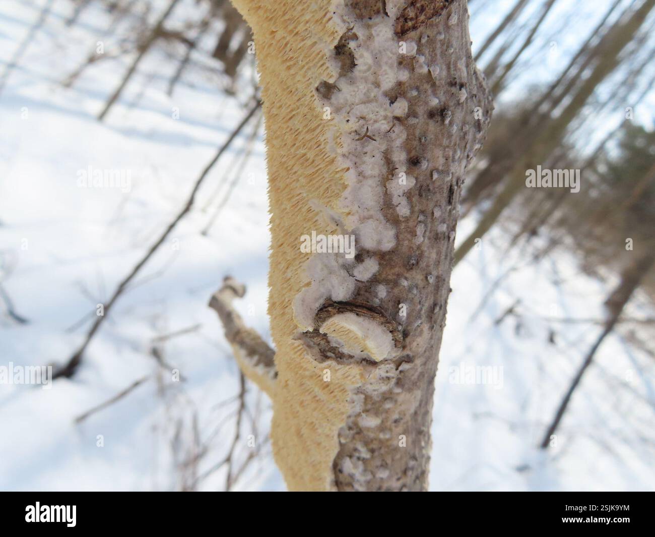 Milk-white Toothed Polypore (Irpex lacteus), Fungi, Columbia County, WI ...