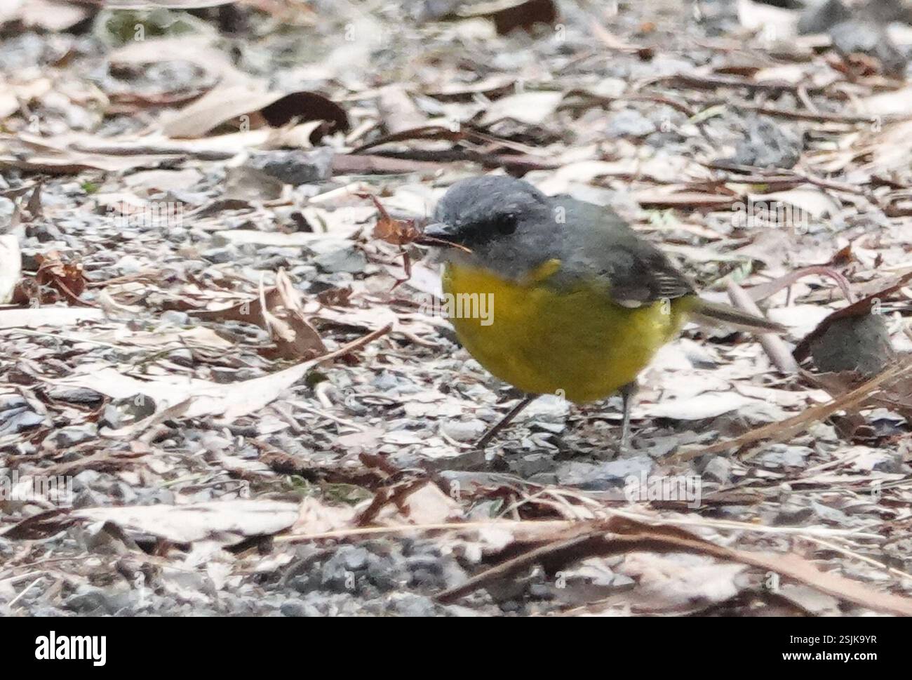 Eastern Yellow Robin (Eopsaltria australis), Aves, Ferdinand von ...