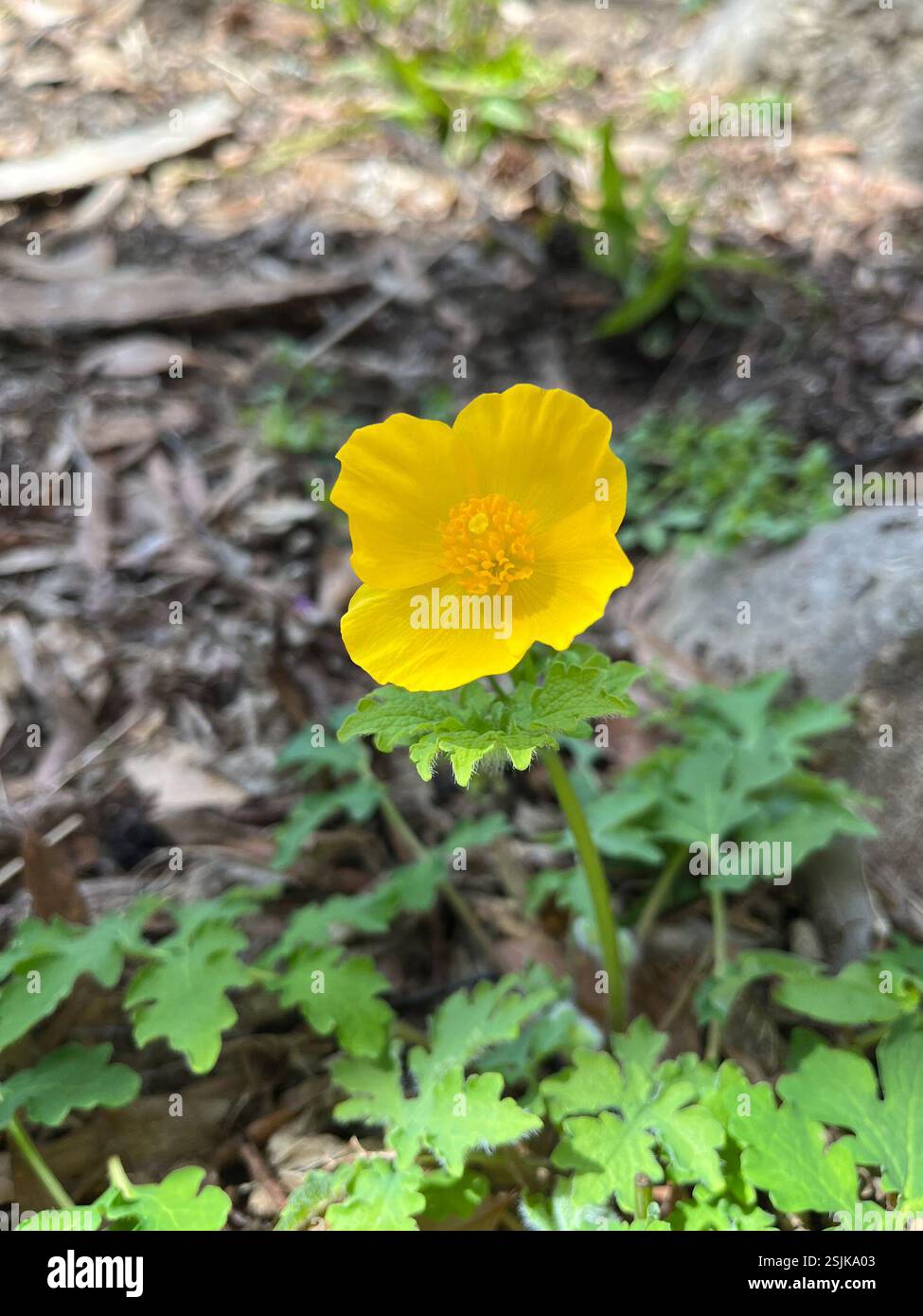 Celandine Poppy (Stylophorum diphyllum), Plantae, Garden Rd ...
