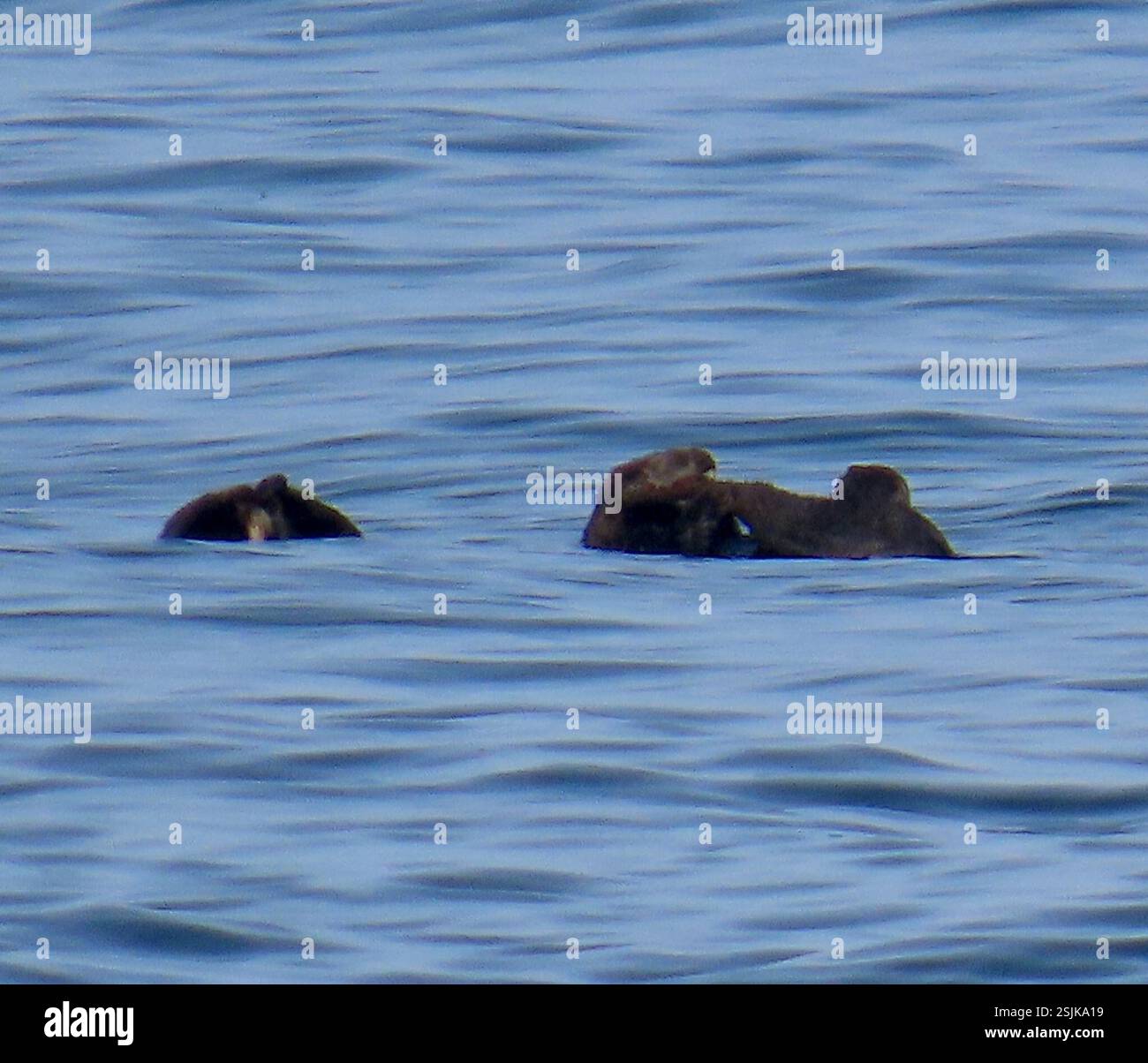 Southern Sea Otter (Enhydra lutris nereis), Mammalia, California, US ...