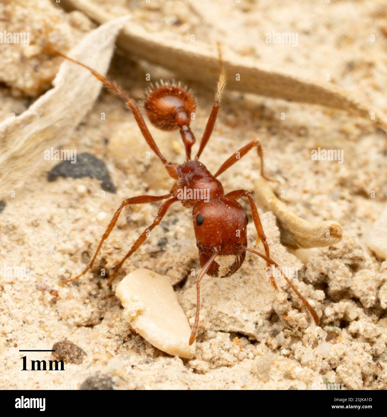 Typical American Harvester Ants (Pogonomyrmex), Insecta, Inyo County ...