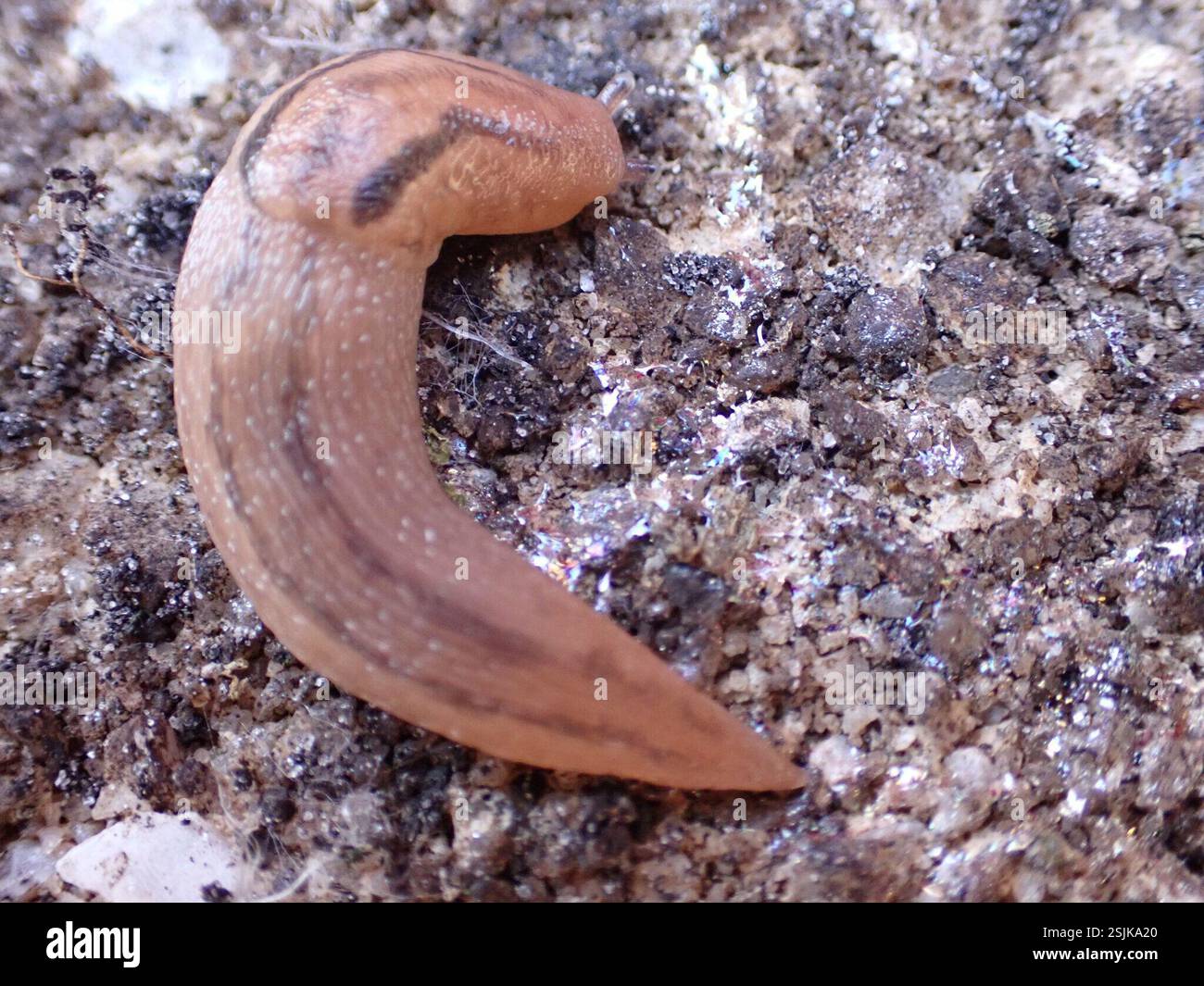 Striped Greenhouse Slug (Ambigolimax valentianus), Mollusca, North ...