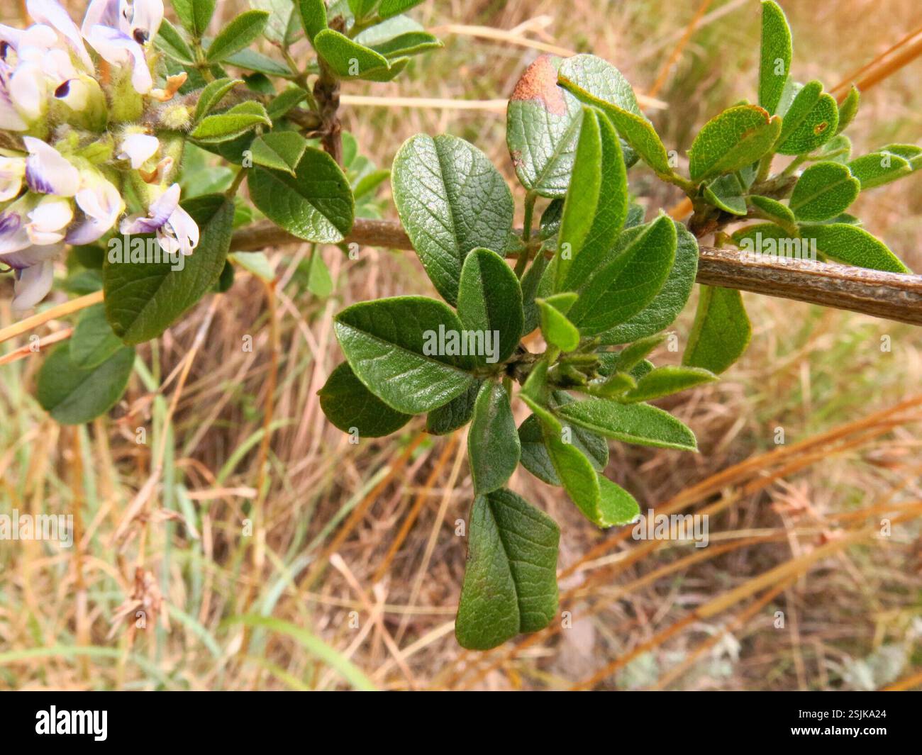 (Psoralea fumea), Plantae, Giants Castle Game Reserve, South Africa ...
