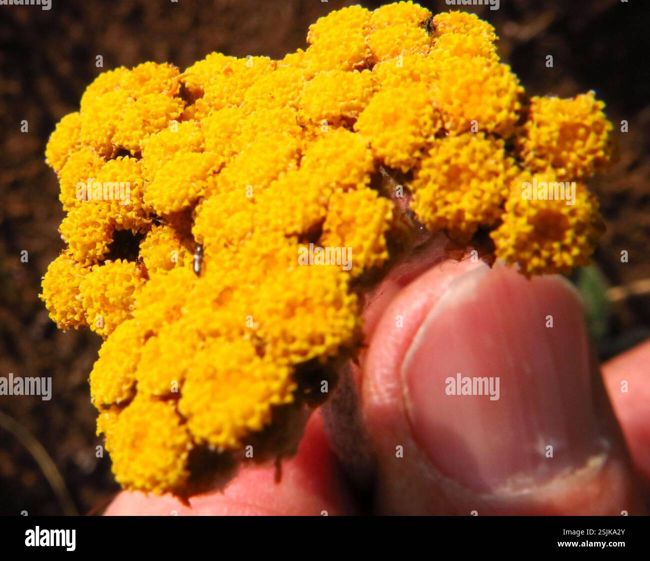 Golden Everlasting (Helichrysum aureonitens), Plantae, uThukela ...