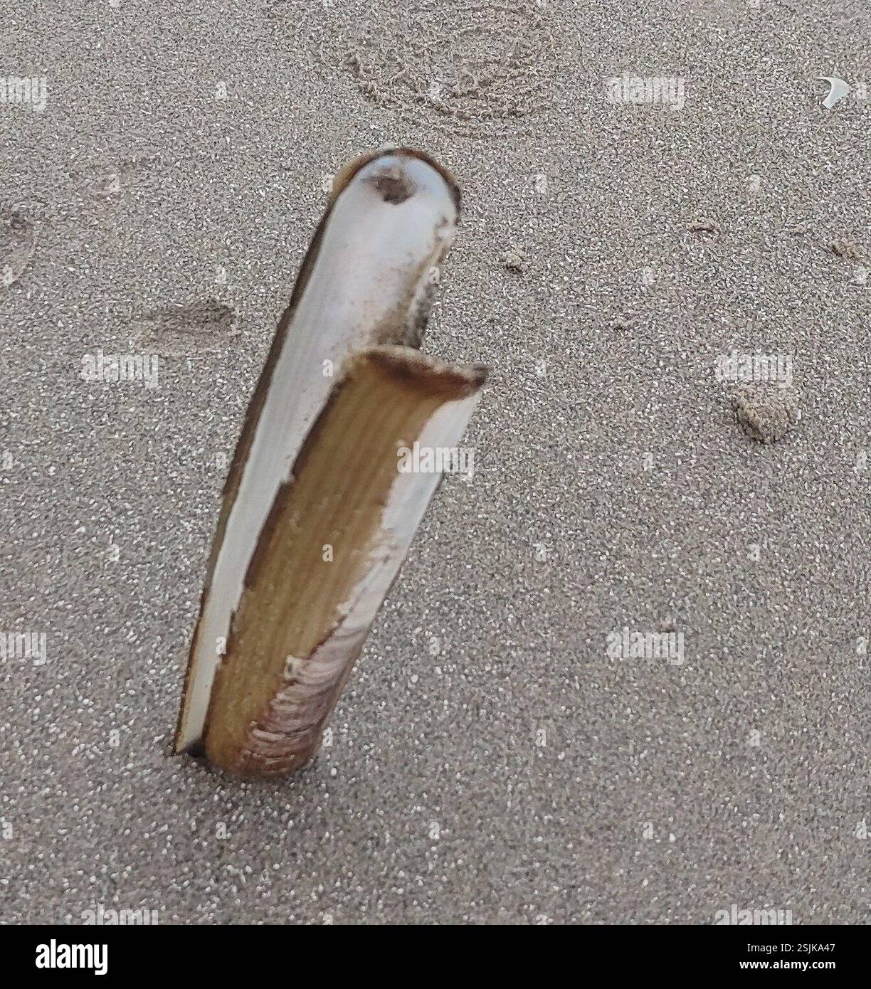 Pod Razor (Ensis siliqua), Mollusca, Pleasure Beach, Blackpool FY4 1BB ...