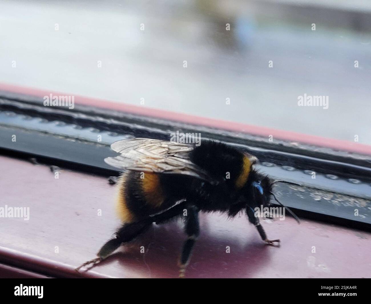 Buff-tailed Bumble Bee (Bombus terrestris), Insecta, 7072, New Zealand ...