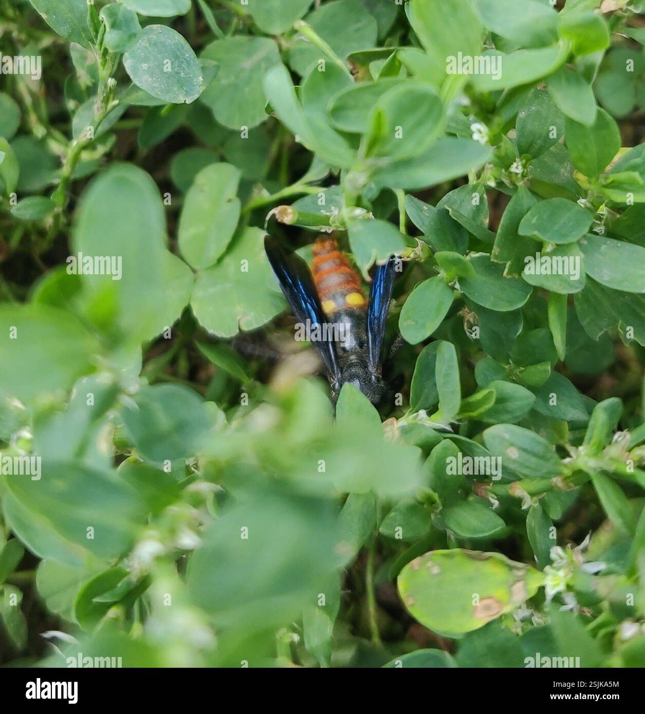Two-spotted Scoliid Wasp (Scolia dubia dubia), Insecta, Pennsylvania ...