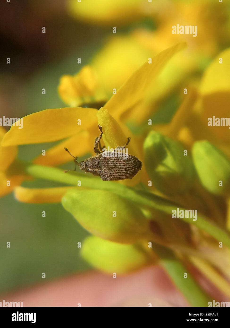 Cabbage seed Weevil (Ceutorhynchus obstrictus), Insecta, La Frette, On ...
