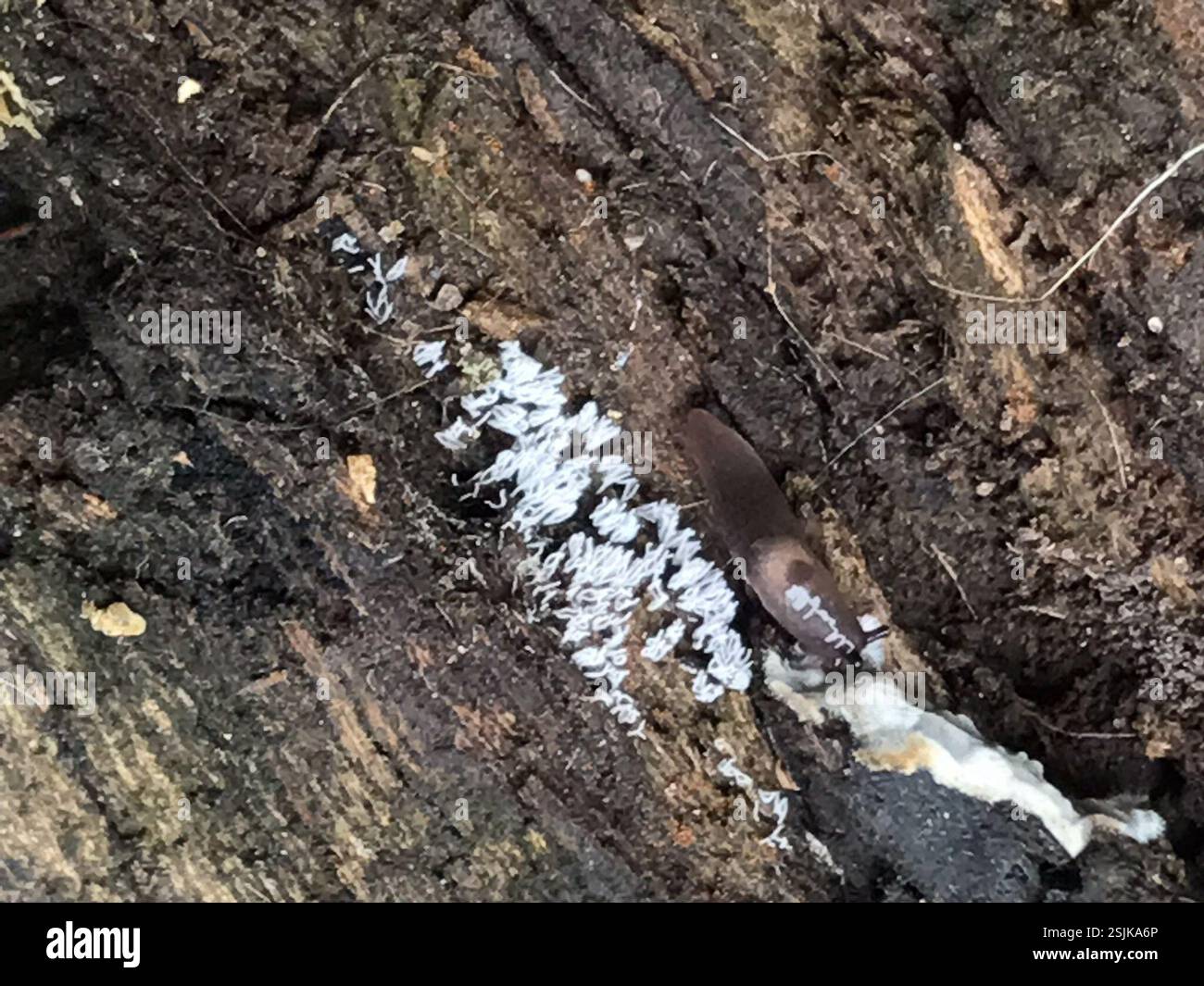 Common Coral Slime (Ceratiomyxa fruticulosa), Protozoa, Del Abasto ...