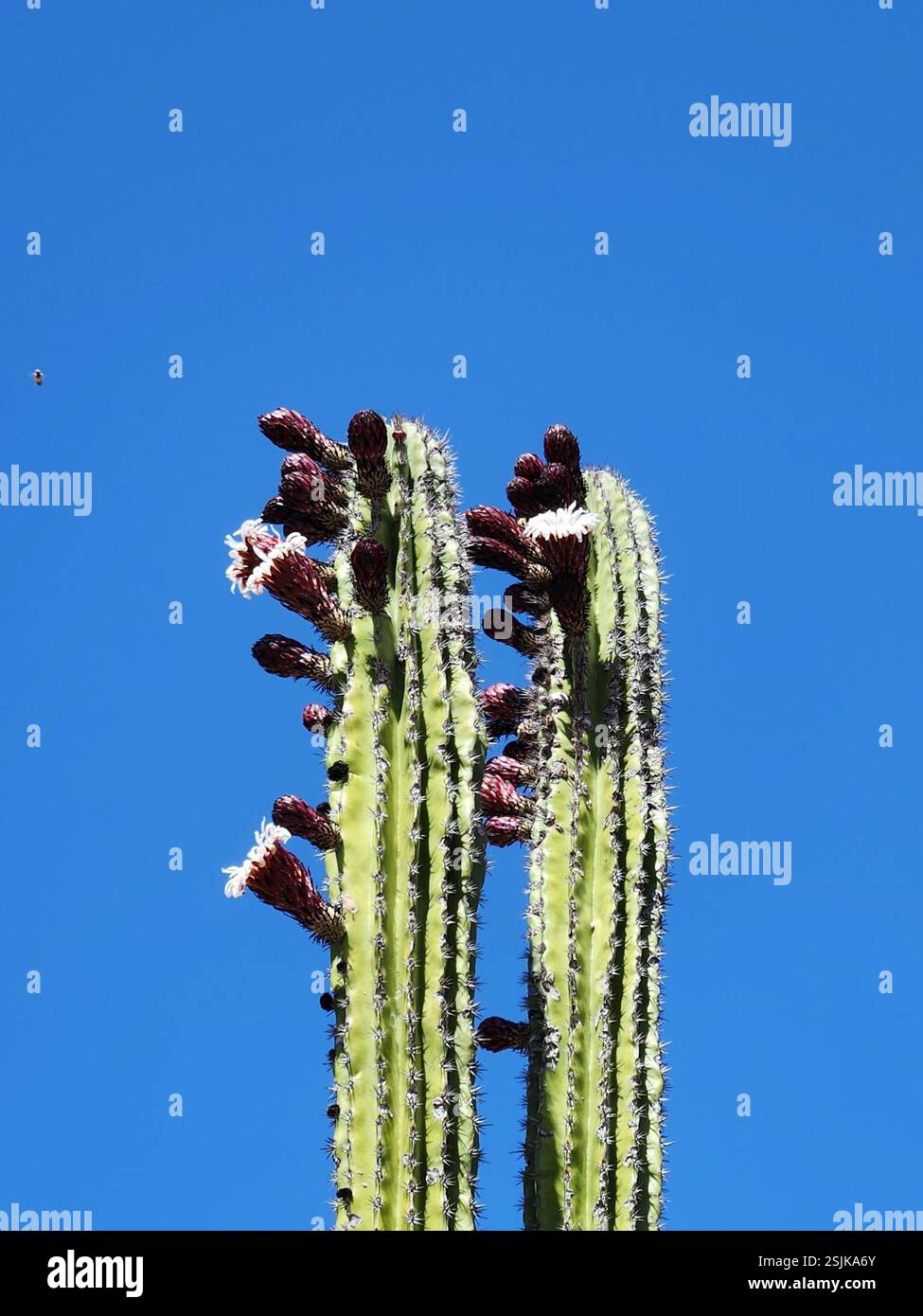 Indian Comb (Pachycereus pecten-aboriginum), Plantae, La Paz, MX-BS, MX ...