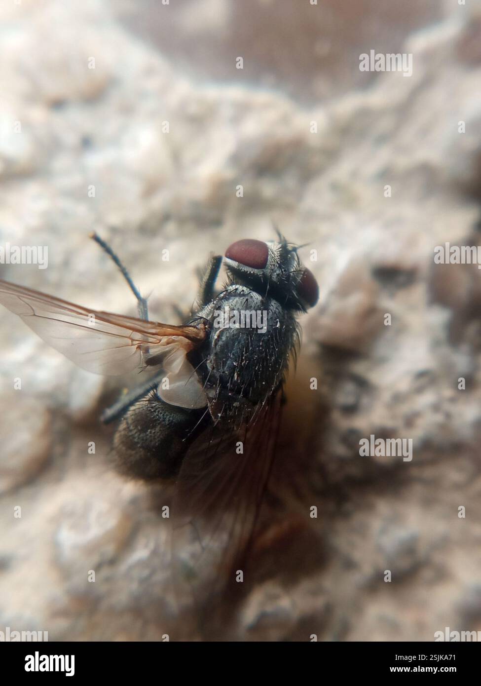 (Musca), Insecta, La Frette Stock Photo - Alamy