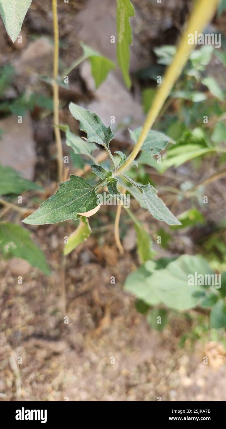(Asteroideae), Plantae, Comondú, MX-BS, MX Stock Photo - Alamy