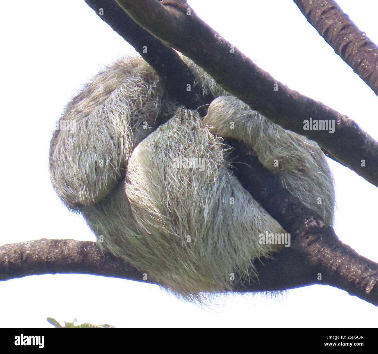 Brown-throated Three-toed Sloth (Bradypus variegatus), Mammalia, Anton ...