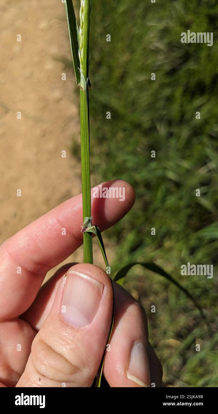 smallflower melicgrass (Melica imperfecta), Plantae, Los Angeles, CA ...