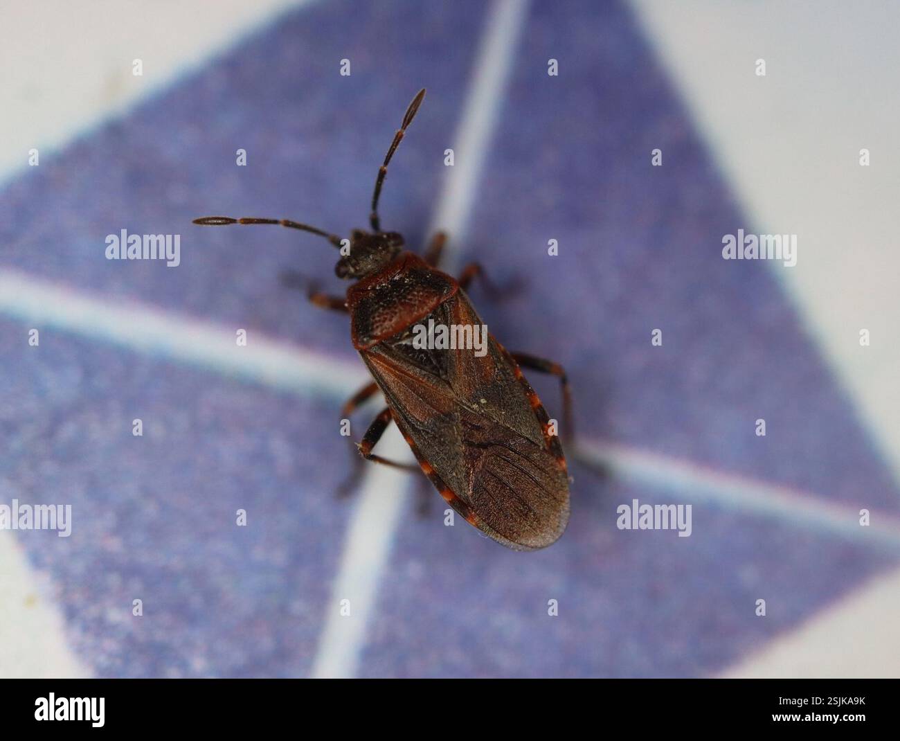 Elm Seed Bug (Arocatus melanocephalus), Insecta, Bouneweg-Süd ...