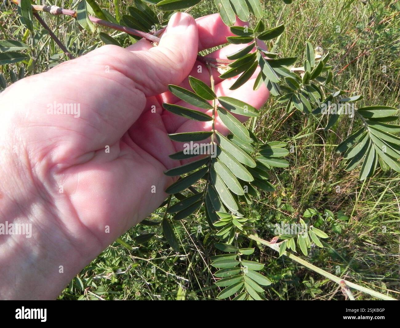 Pioneer Hoarypea (Tephrosia polystachya), Plantae, uMkhanyakude ...