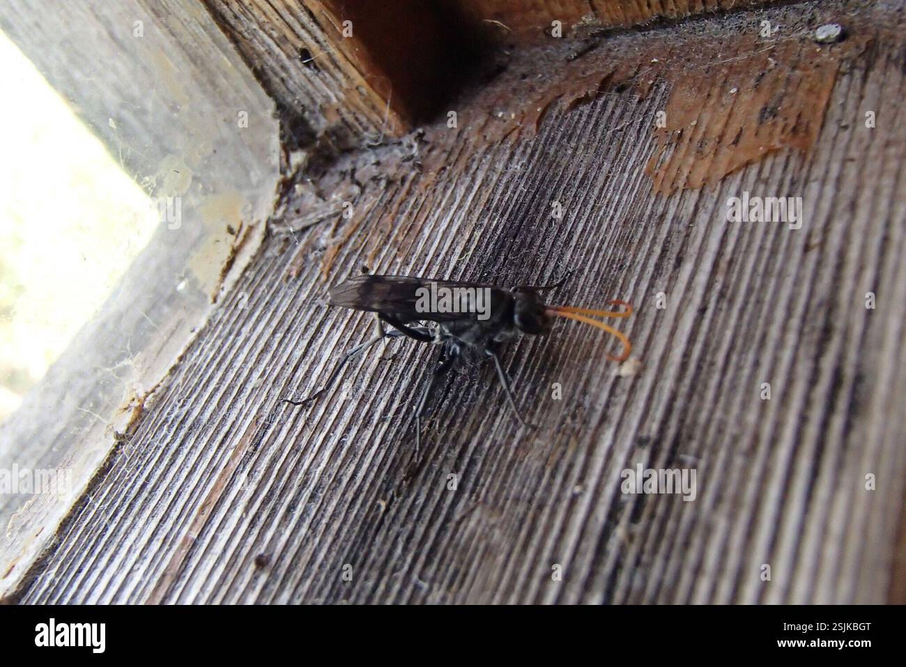 Spider Wasps (Pompilidae), Insecta, 62 Railway Parade, Wentworth Falls NSW 2782, Australia Stock ...