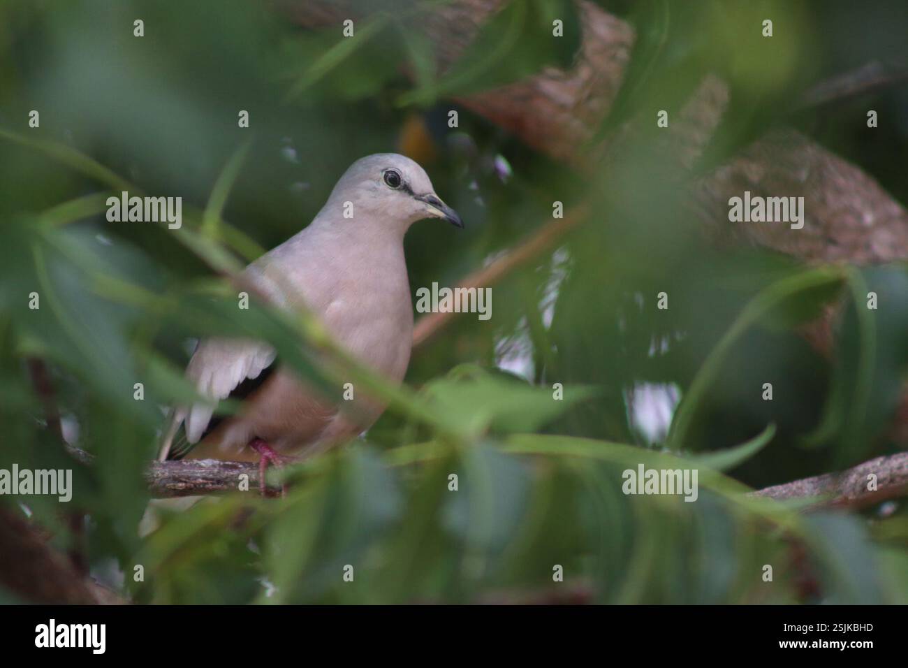 Picuí Ground Dove (Columbina picui), Aves, Fazenda Carnaúba - Área ...
